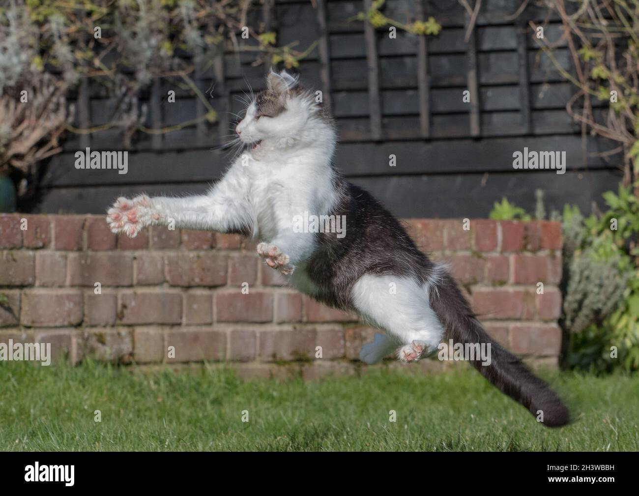 Ready to pounce - A young tabby cat in a leaping action pose in mid air ...