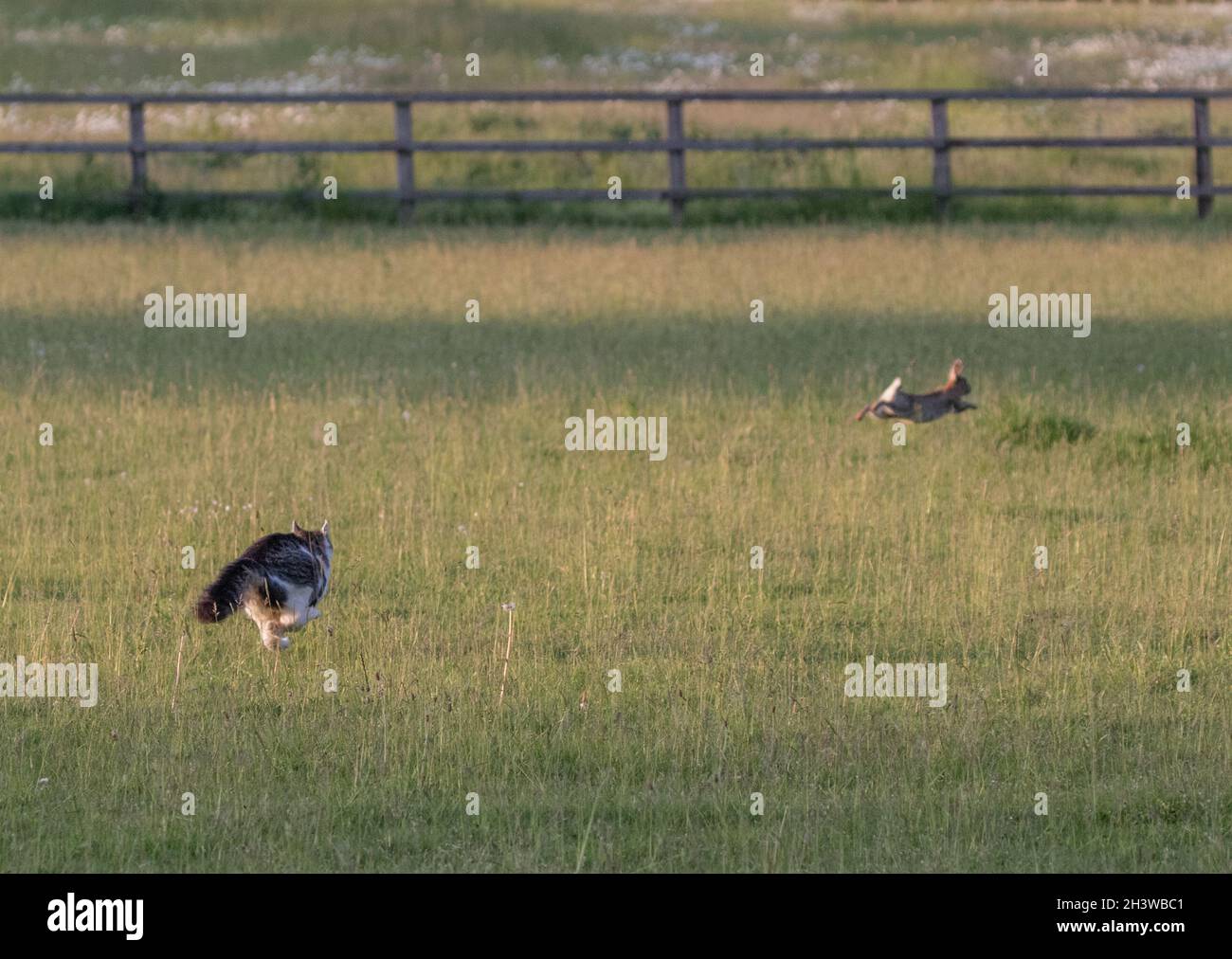 The Chase - A young tabby cat in pursuit of a very fast rabbit across a ...