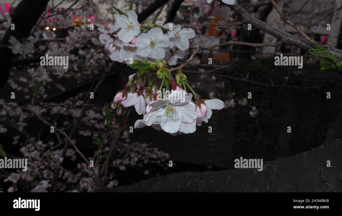 White Cherry blossoms. Sakura trees full bloom in Meguro Ward Tokyo ...