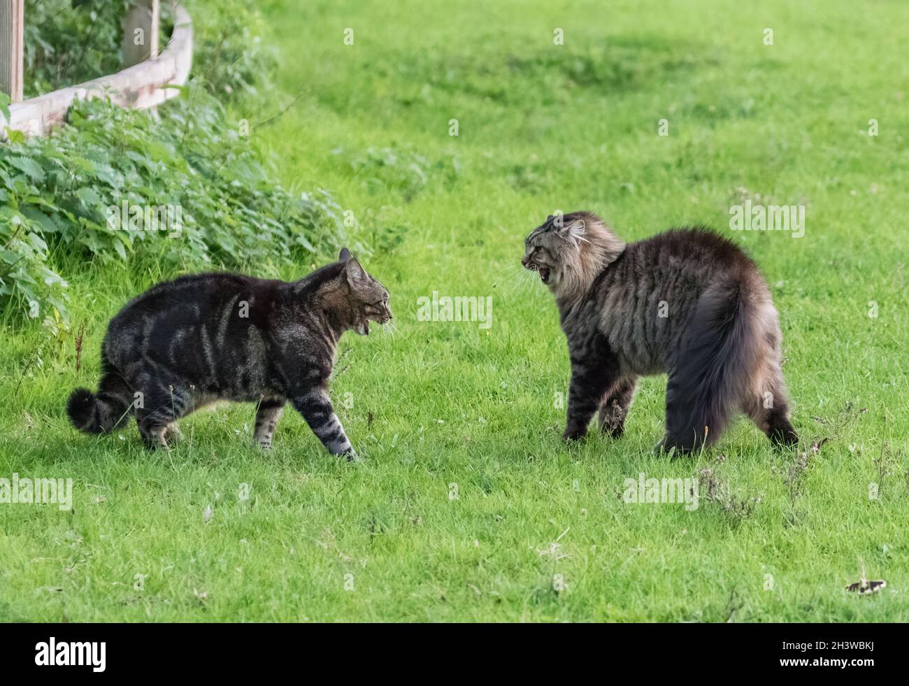 A long hair and short haired tabby cat having an argument with hissing ...