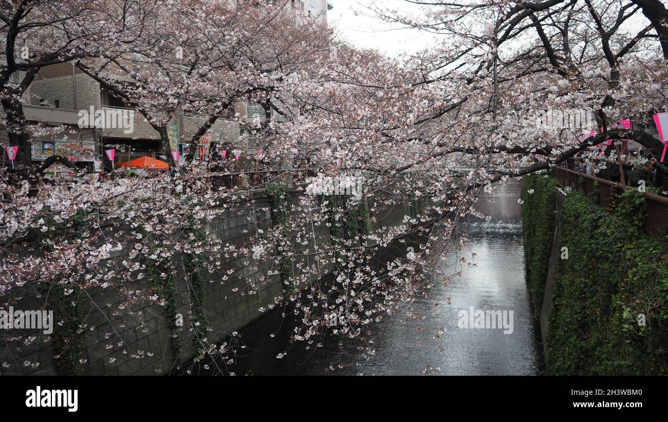 White Cherry blossoms. Sakura trees full bloom in Meguro Ward Tokyo ...