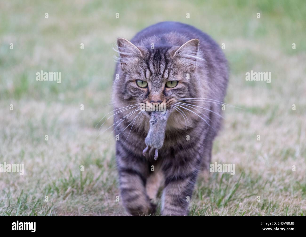 A domestic Norwegian Forest type tabby cat bringing home a vole ...