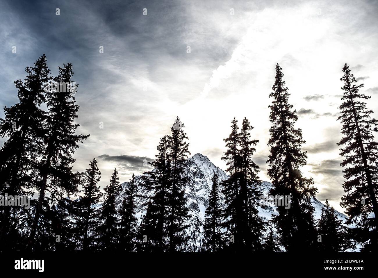 Black snowy trees over a mountain background Stock Photo - Alamy