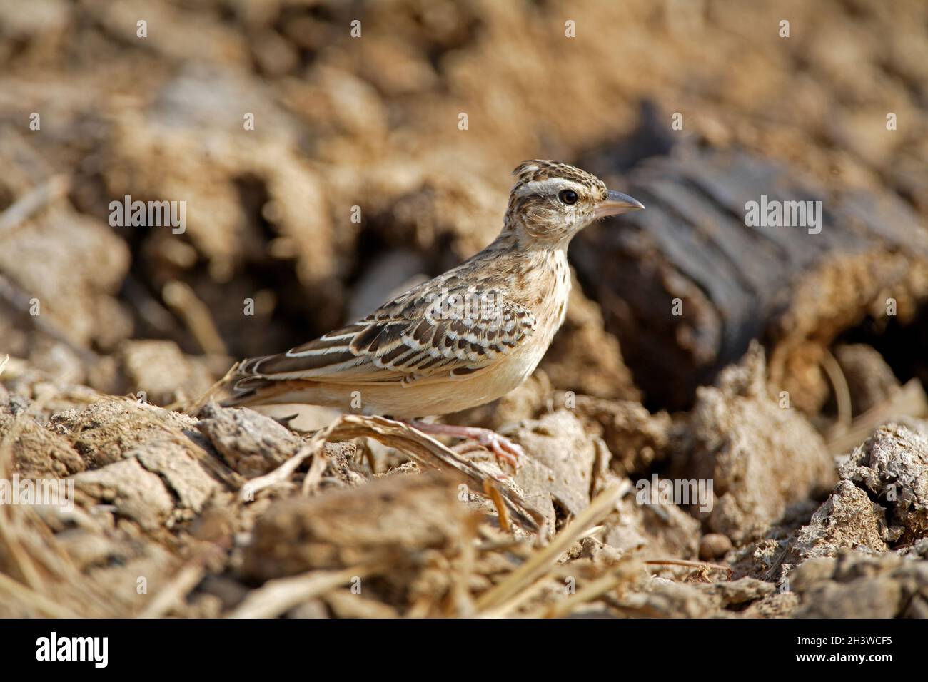 Sykess lark asia hi-res stock photography and images - Alamy
