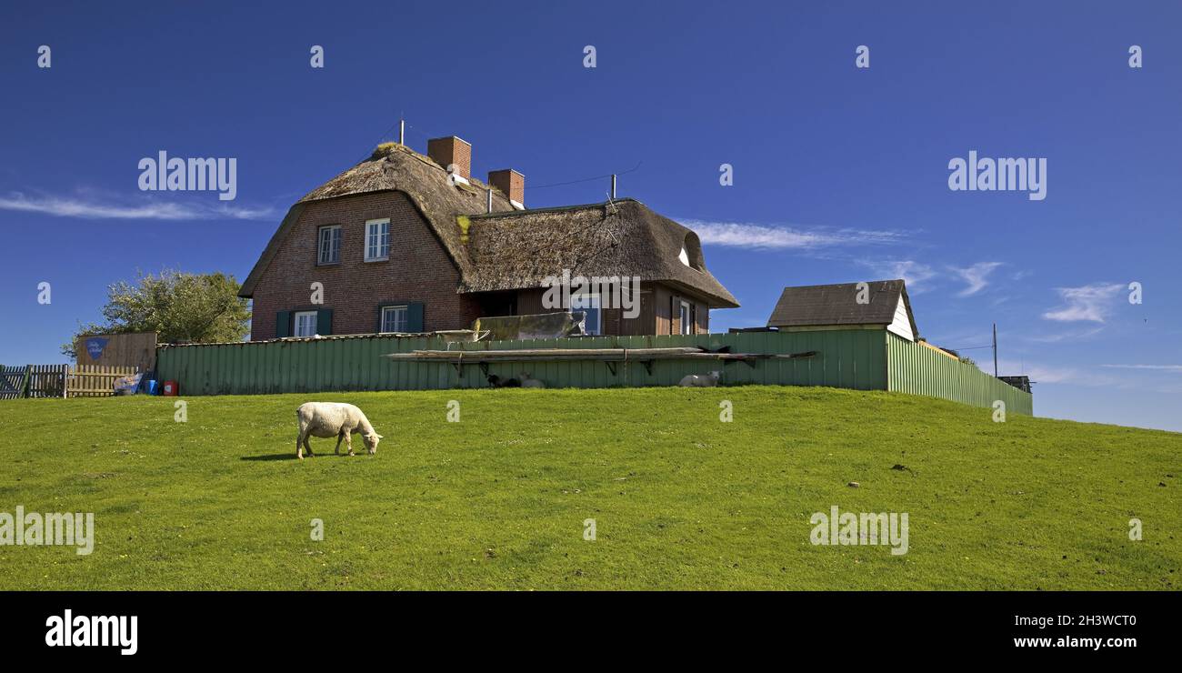 Hallig Suedfall in the Schleswig-Holstein Wadden Sea National Park ...