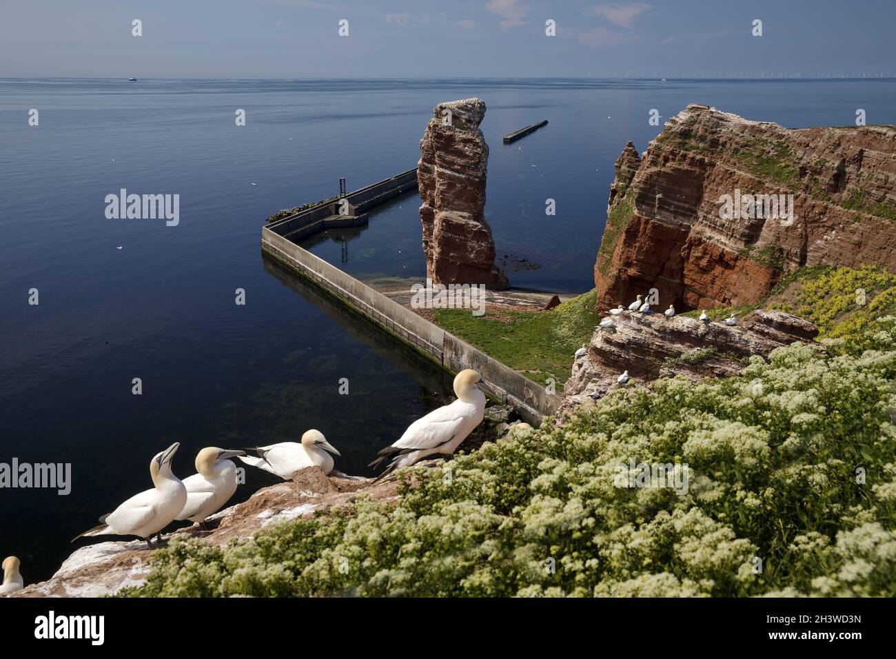 Red sandstone rocks in front of the Lange Anna and the North Sea ...