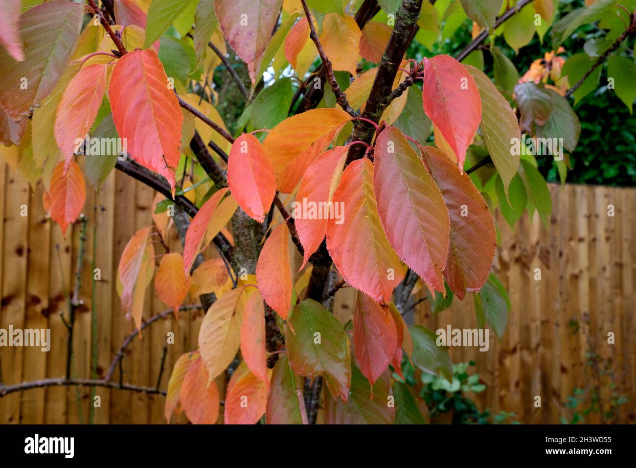 cherry tree showing golden leaves in canterbury,kent,uk,october 2021 ...