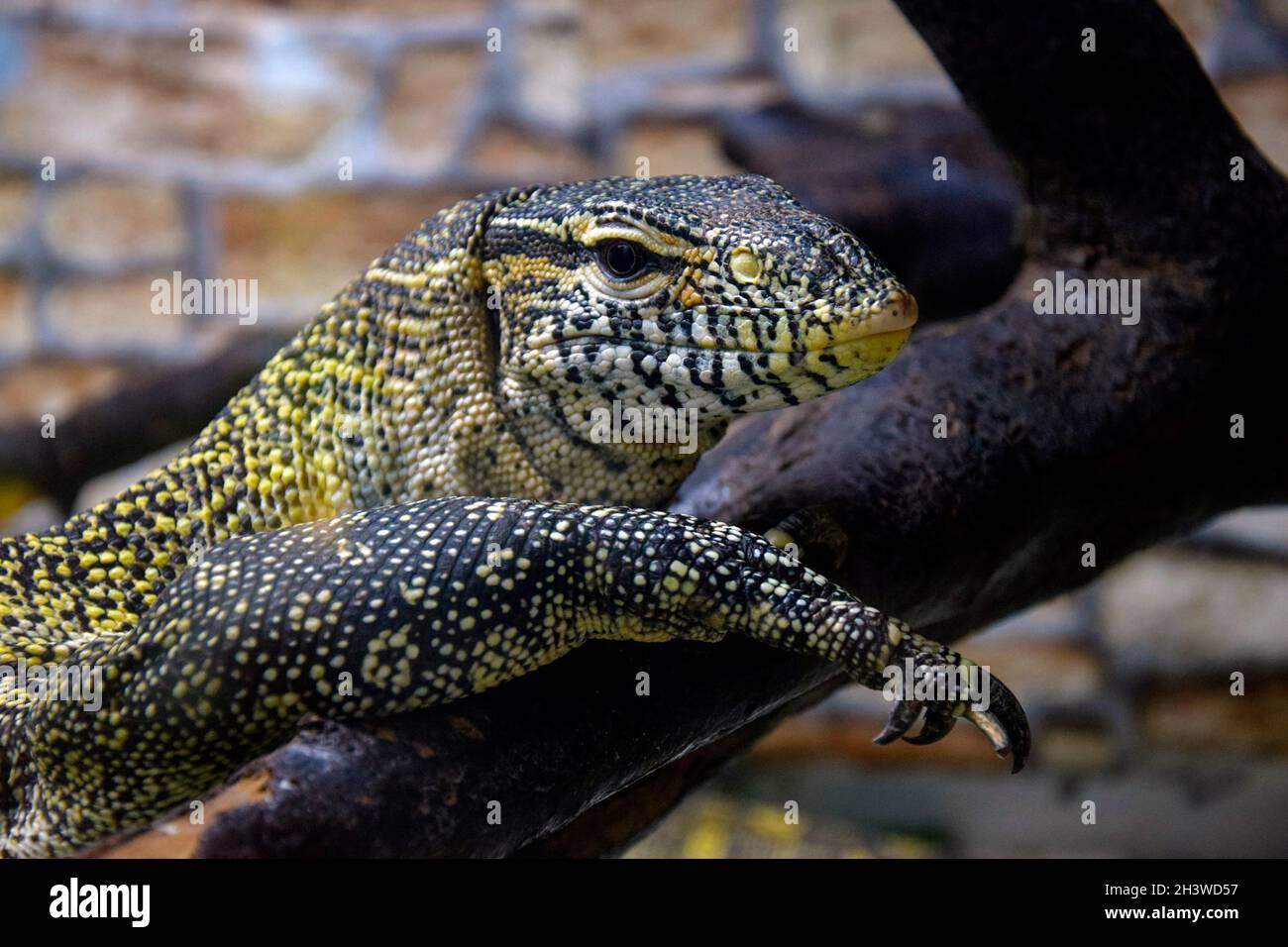 Yellow Spotted Baumwaran Monitor Tree Monitor Free Stock 6,889 Tree