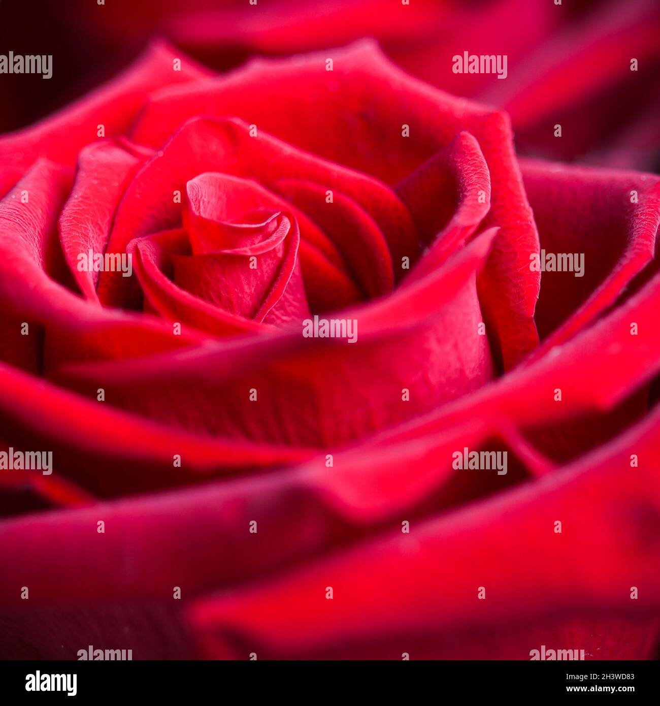Beautiful red rose. Perfect background for a greeting card Stock Photo - Alamy