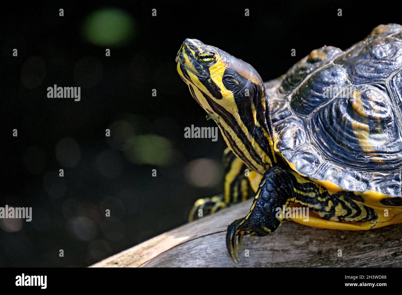 Yellow-bellied Ornate Tortoise / Yellow-cheeked Ornate Tortoise ...