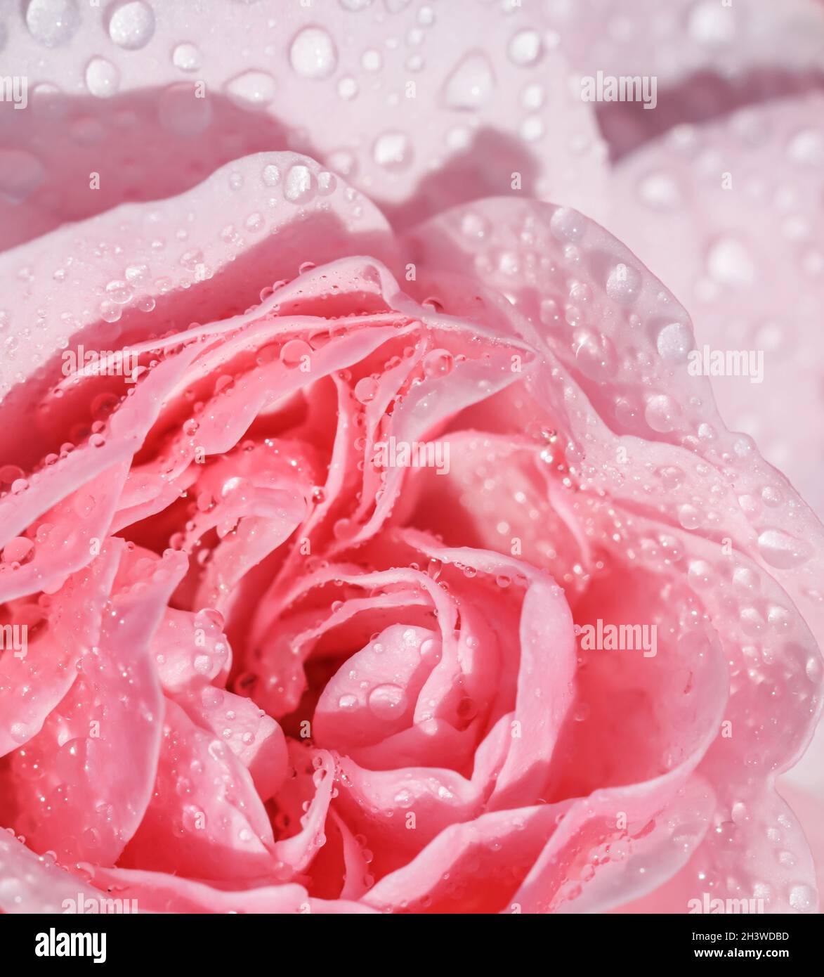 Beautiful pink rose with water drops. Can be used as background. Soft ...