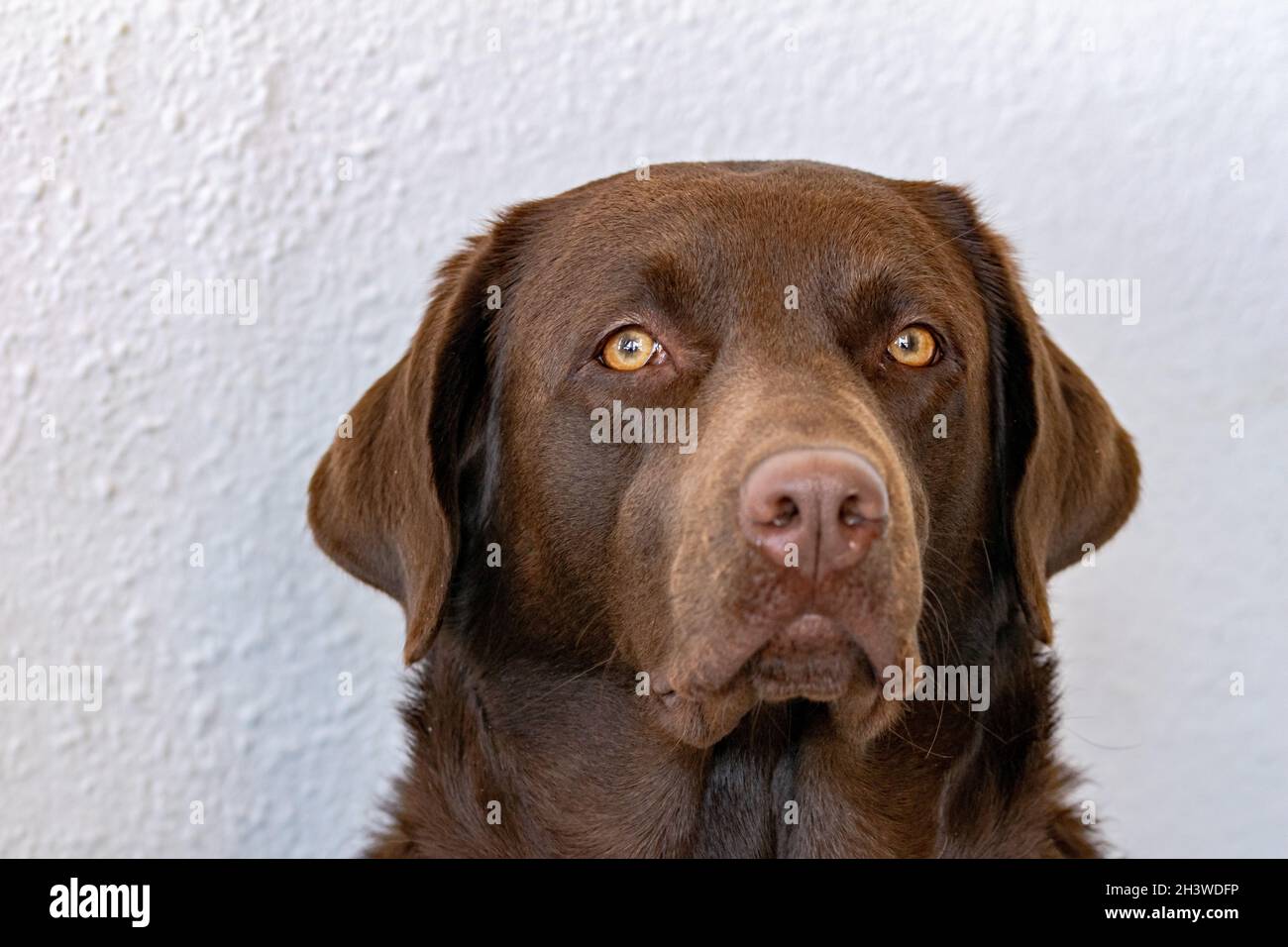 a close up portrait image of a chocolate Labrador dog looking towards ...
