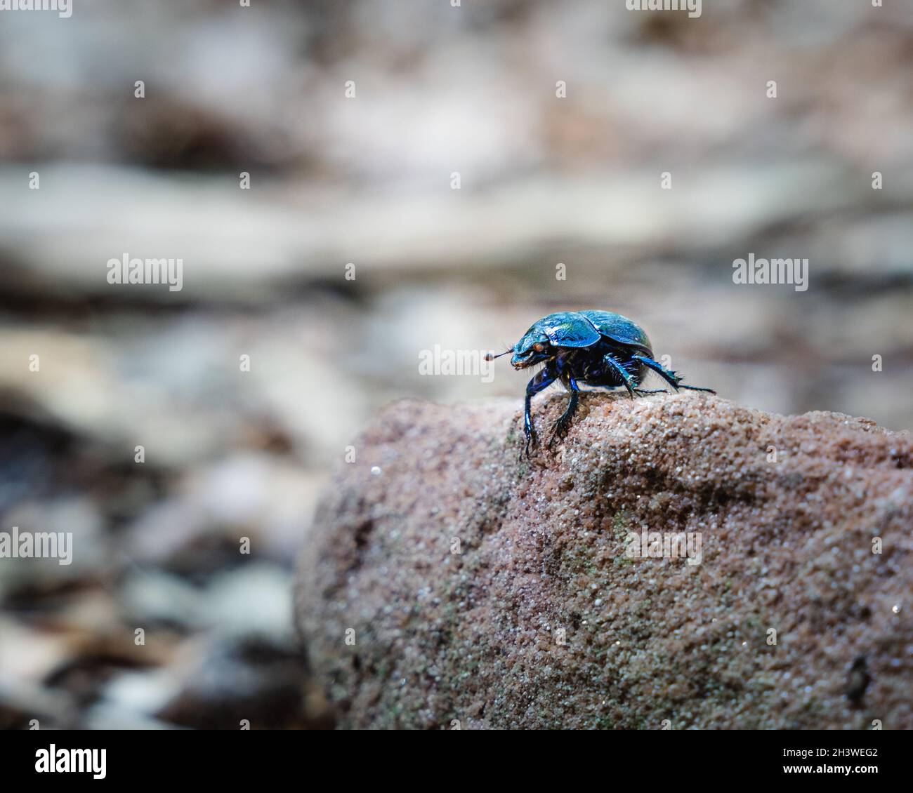 Sacred scarab hi-res stock photography and images - Alamy