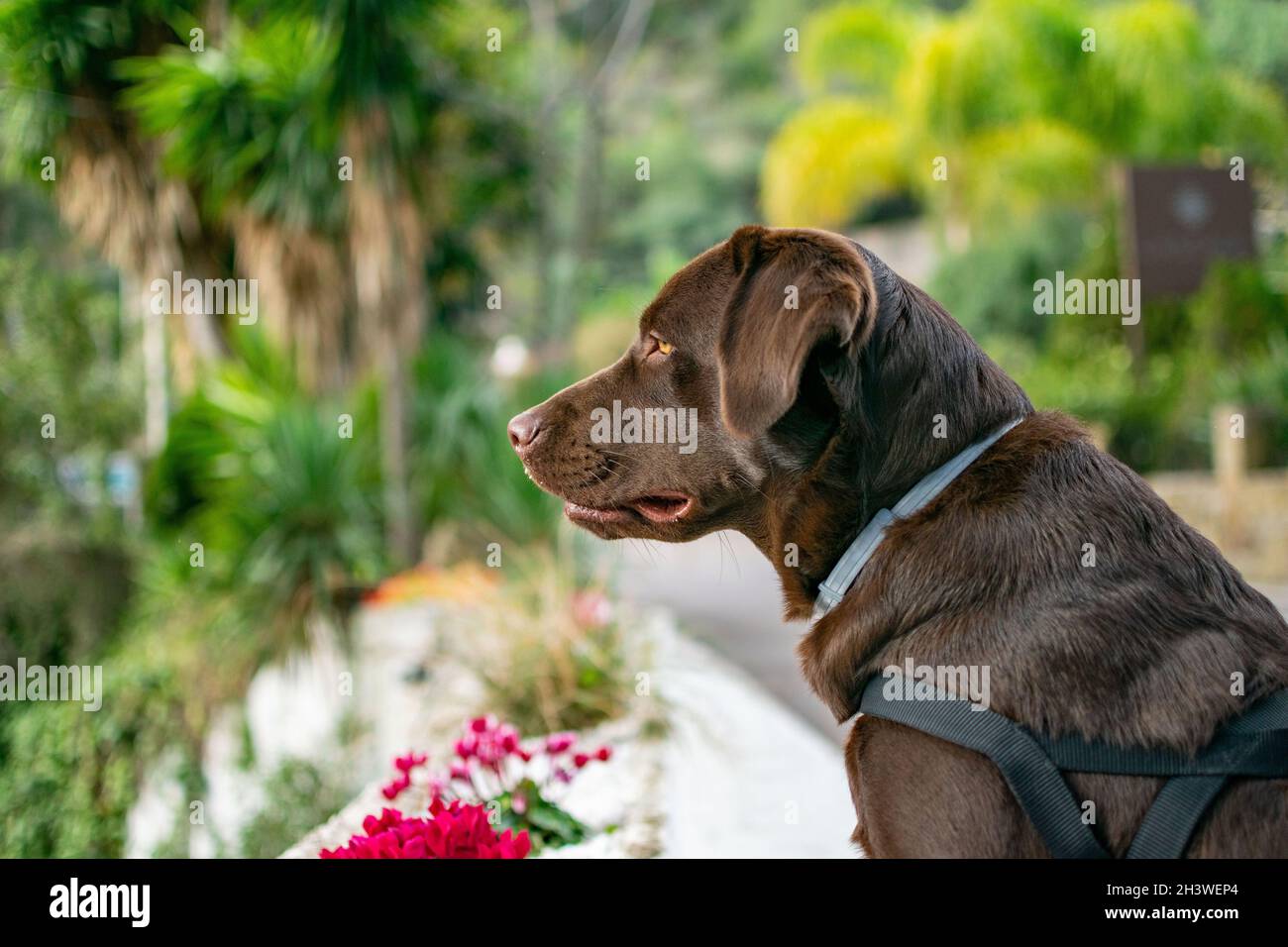 a chocolate labrador dog standing on full alert after listening to ...