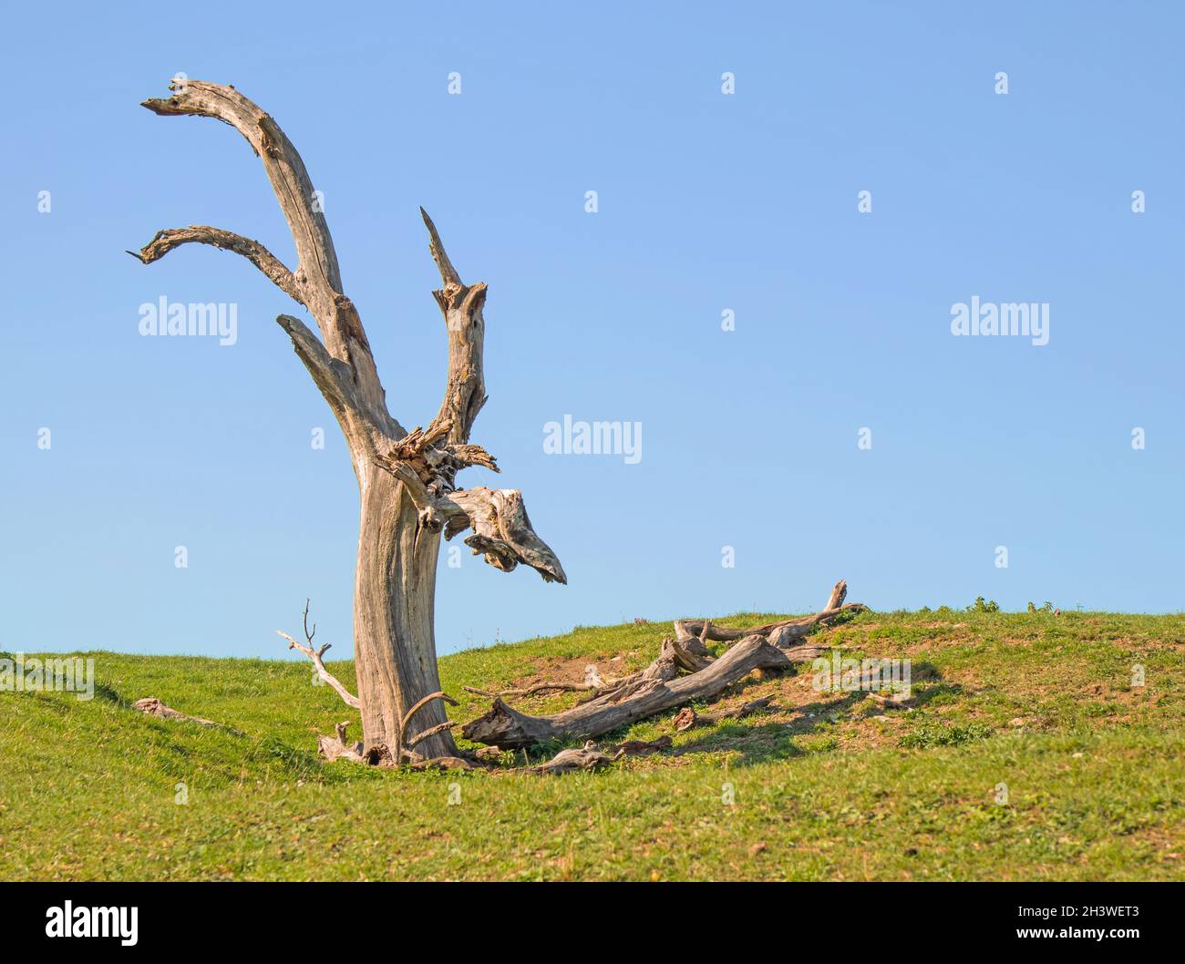 Braid tree hi-res stock photography and images - Alamy