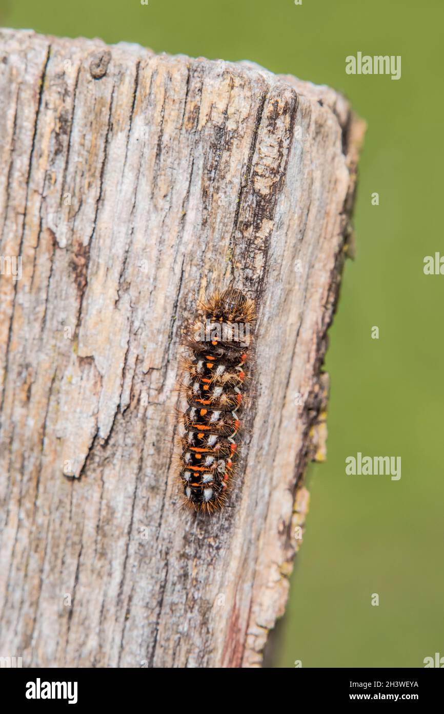 Knot grass moth, Caterpillar 'Arconicta rumicis' Stock Photo - Alamy