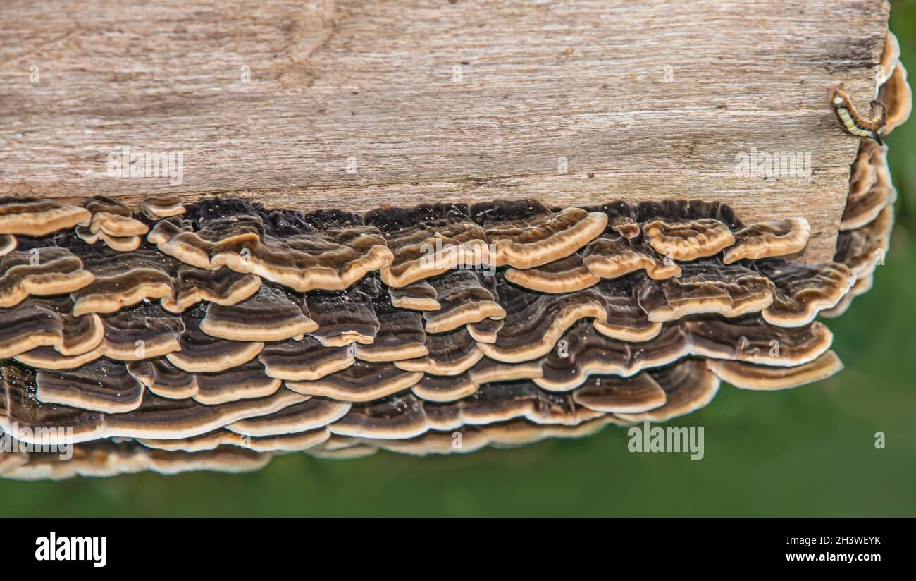 Fungi on old wood Stock Photo - Alamy