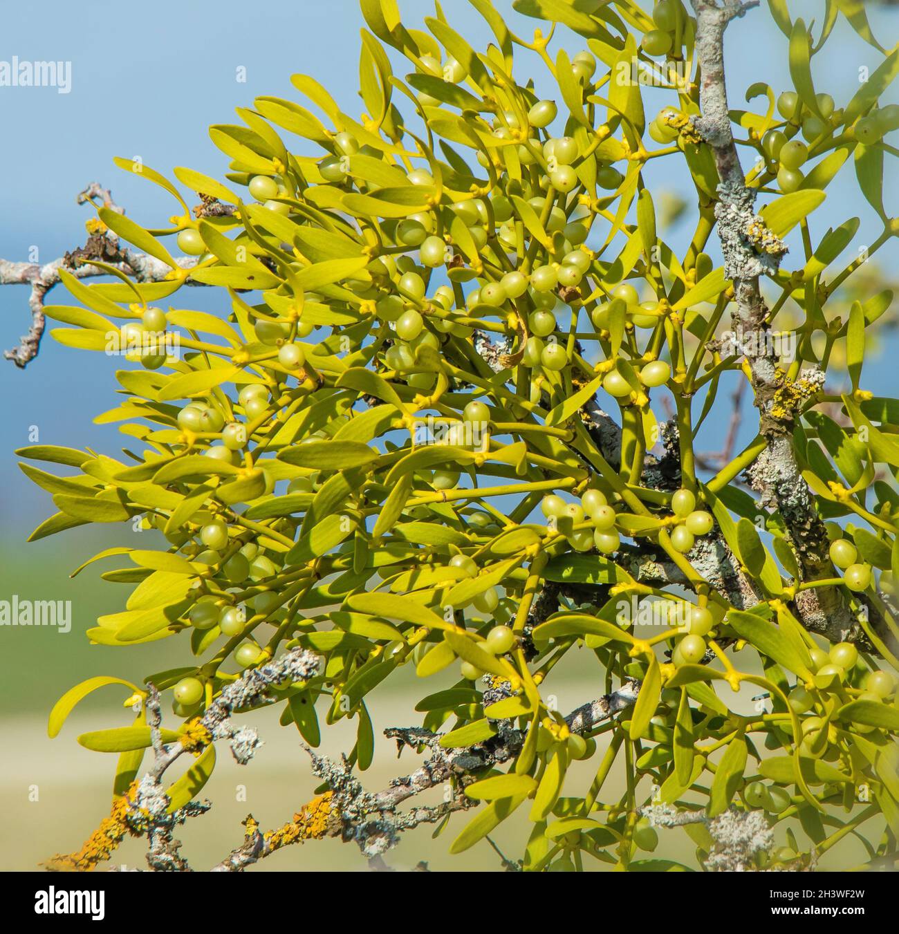 Weisse mistel hi-res stock photography and images - Alamy