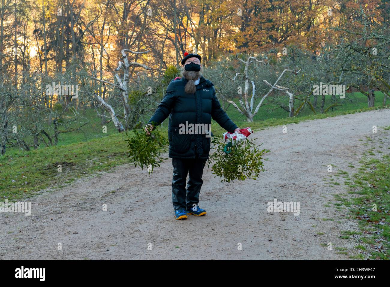 Misteln, Mistelzweige Schmarotzer an einem Apfelbaum im Winter Stock ...