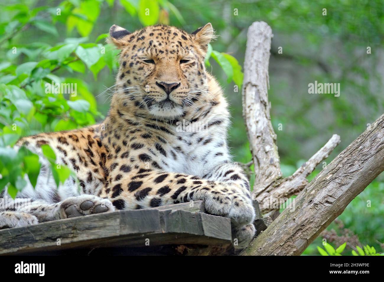Amur leopard (Panthera pardus orientalis Stock Photo - Alamy