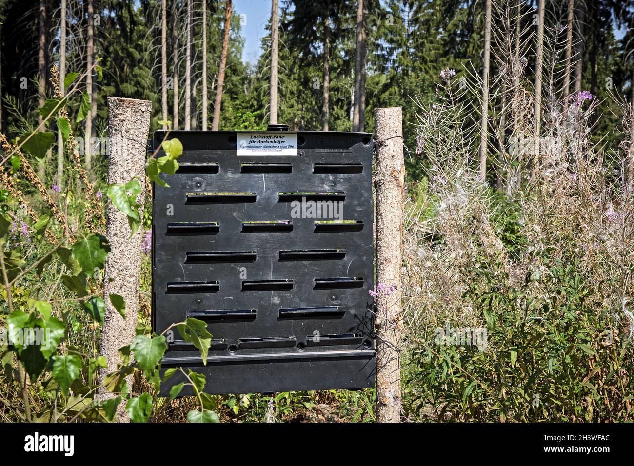 Attractant trap for bark beetles Stock Photo - Alamy