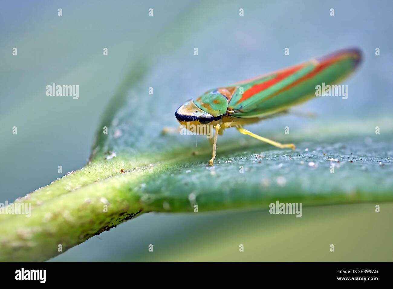 Rhododendron cicada (Graphocephala fennahi Stock Photo - Alamy