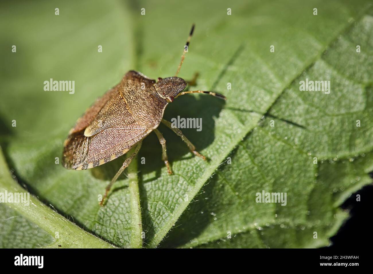 Spring stink bug (Peribalus strictus Stock Photo - Alamy