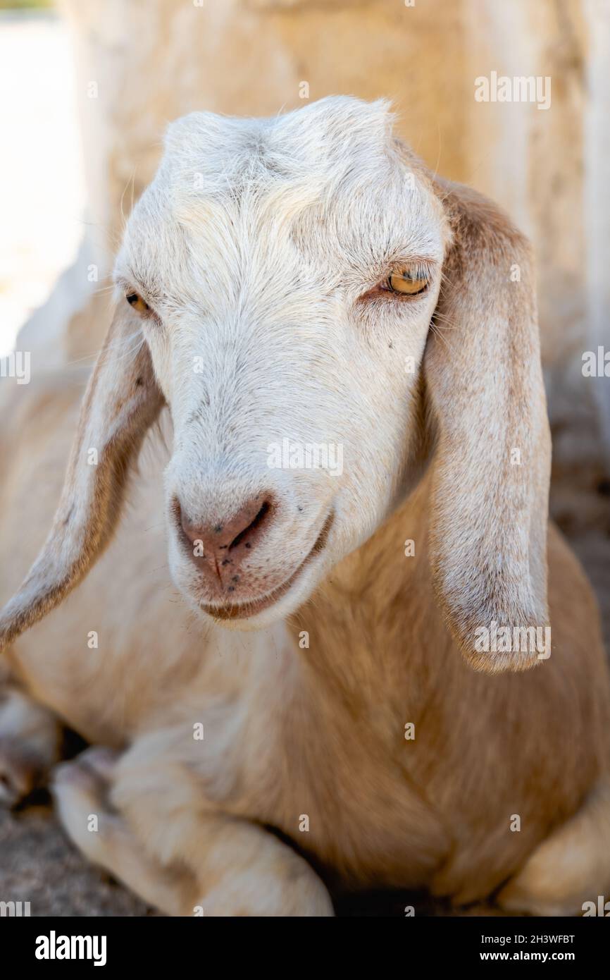 White goat looking to the camera sitting. Cute goat face portrait in ...