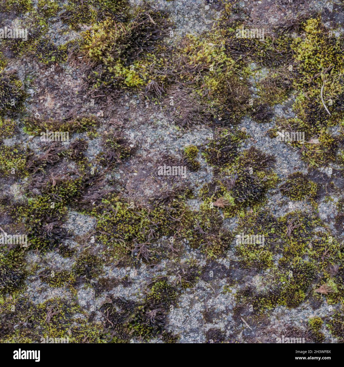Seamless textures of the ground. very high quality Stock Photo - Alamy