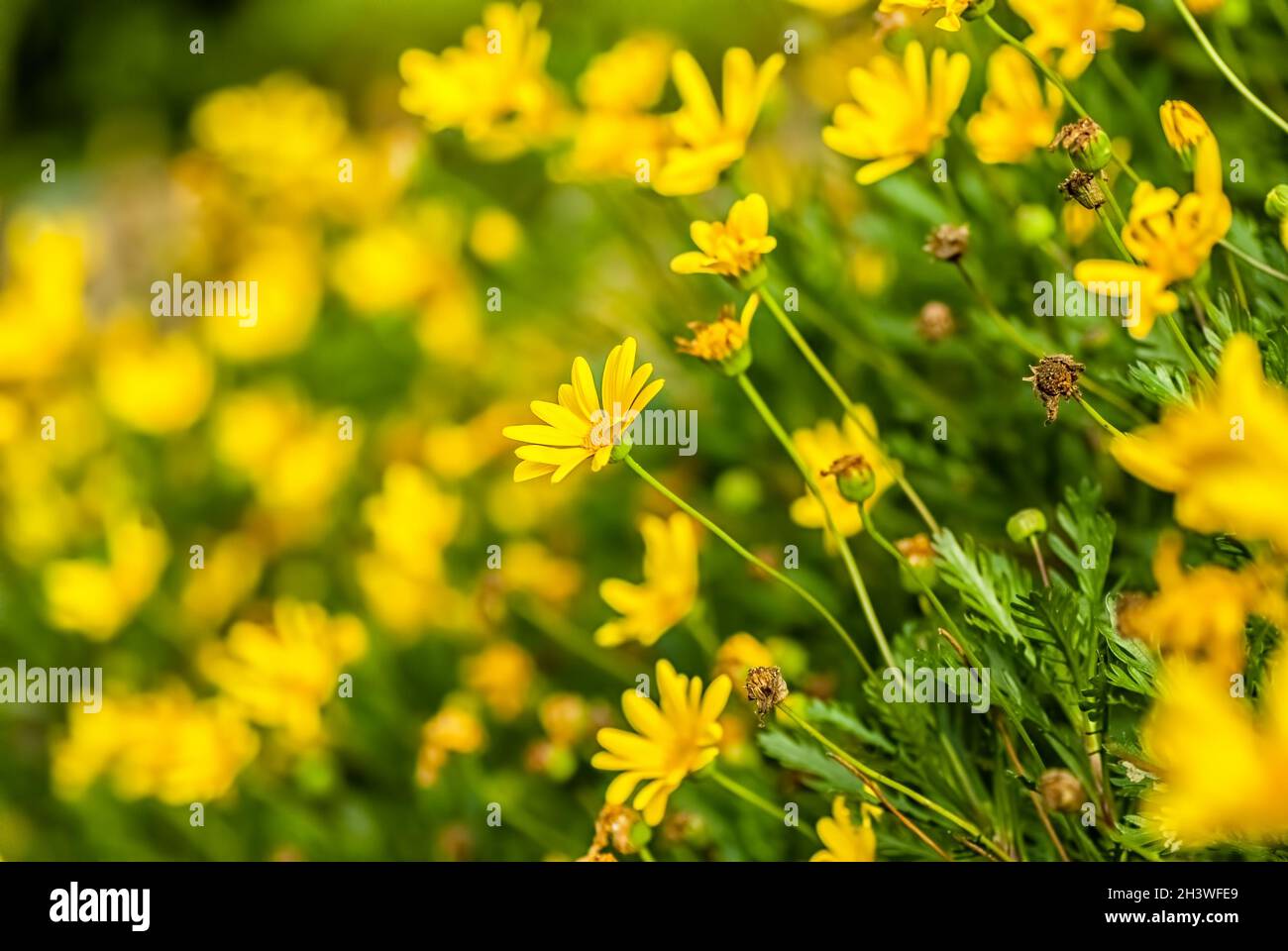 Meadow yellow flowers hi-res stock photography and images - Alamy