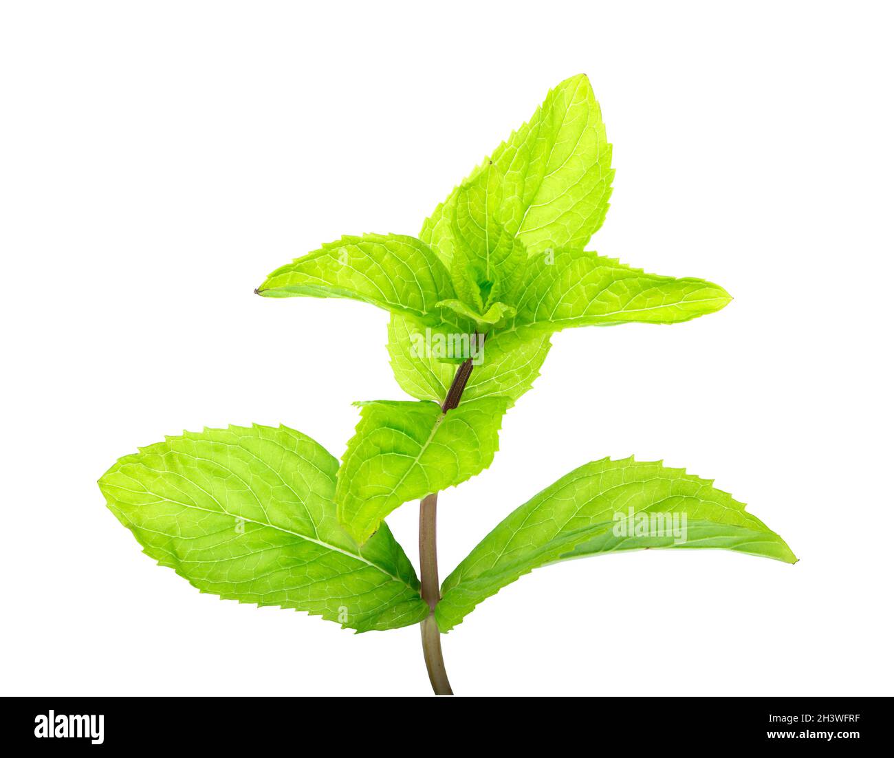 Mint flavour herb hi-res stock photography and images - Alamy