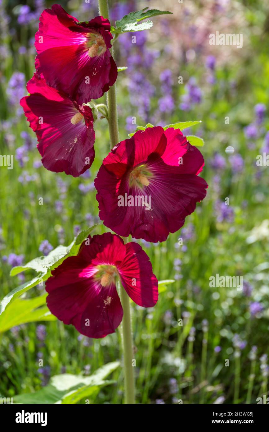 Single flowering stalk hi-res stock photography and images - Alamy