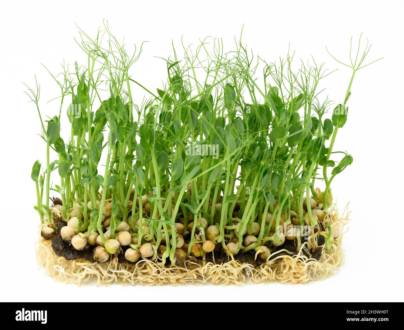 Pea sprouts hi-res stock photography and images - Alamy