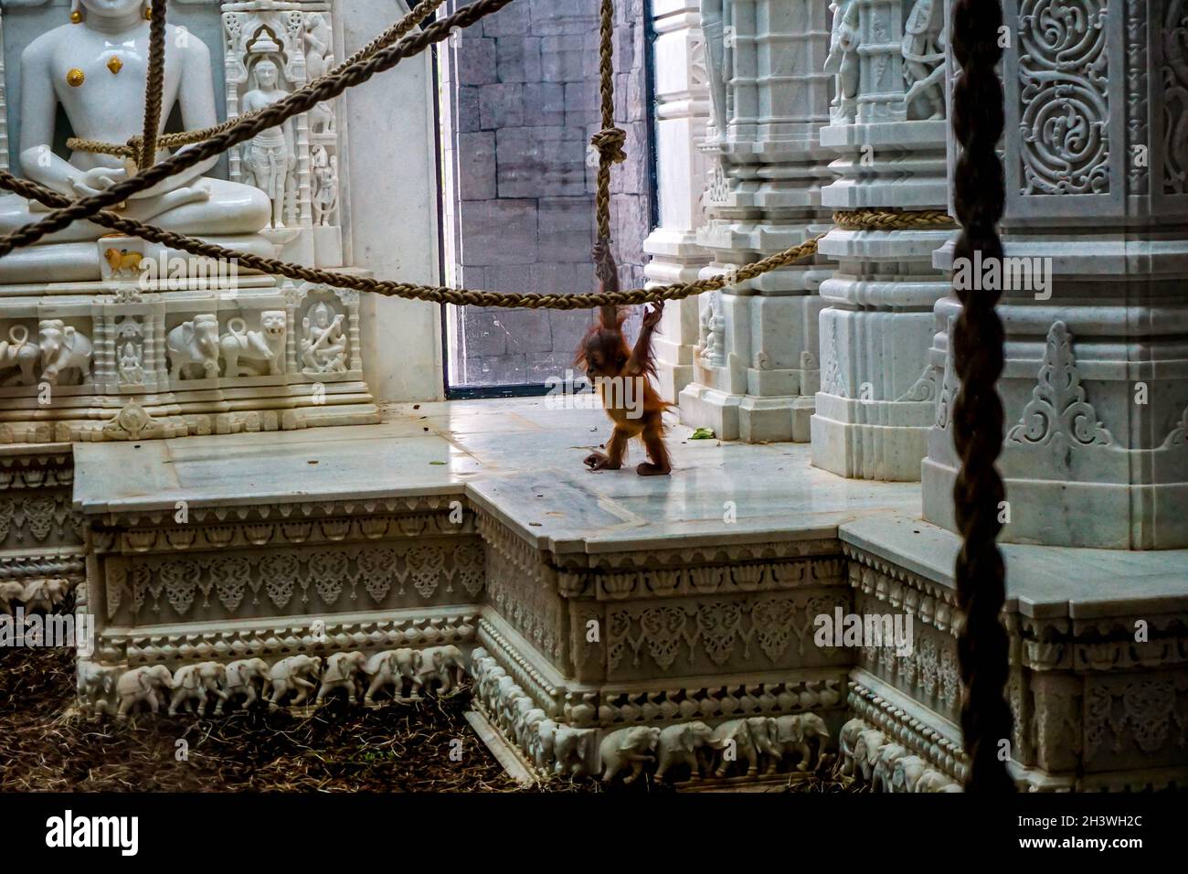 Baby monkey hold hi-res stock photography and images - Alamy