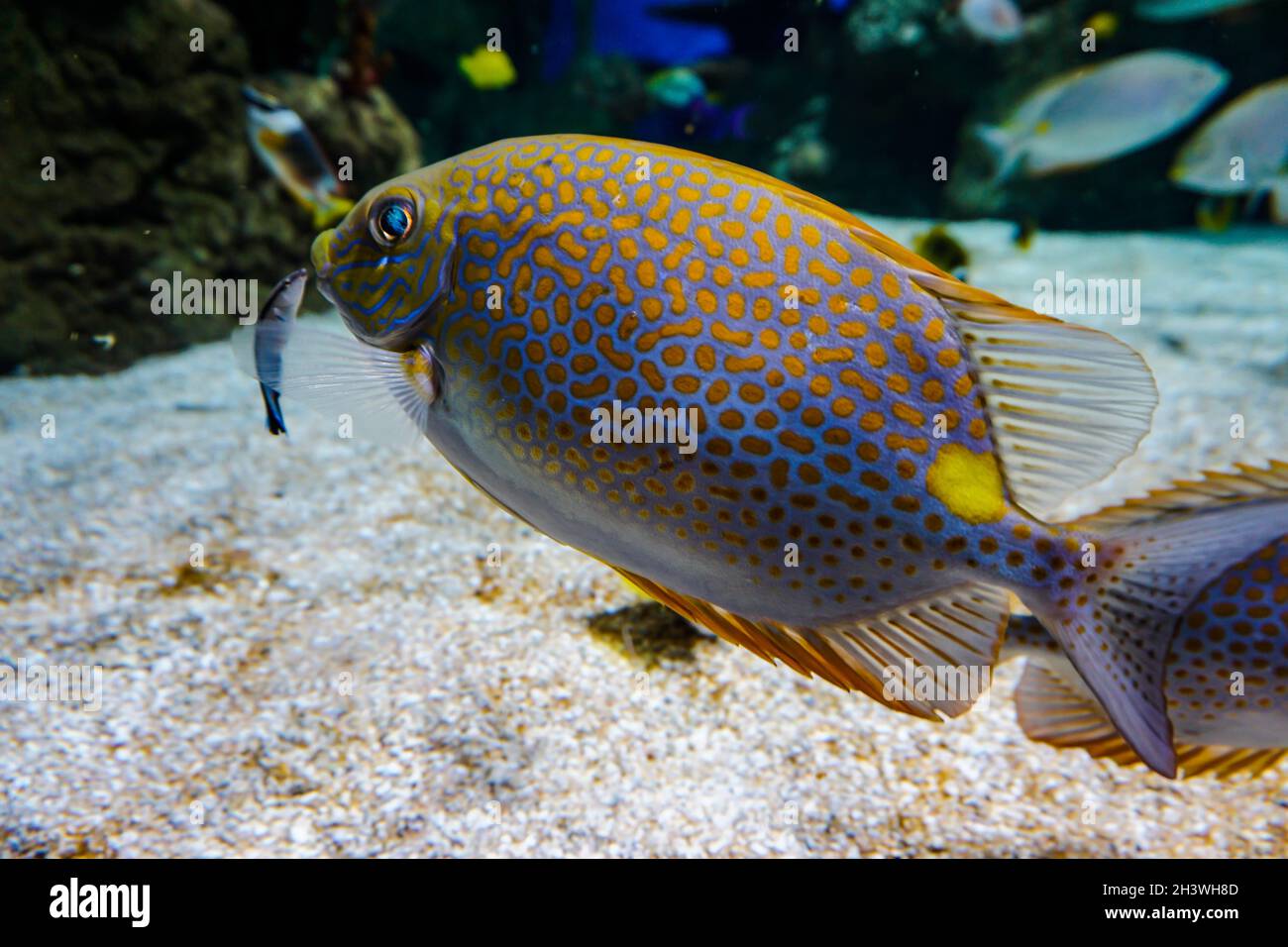 Marine life panorama coral reef hi-res stock photography and images - Alamy