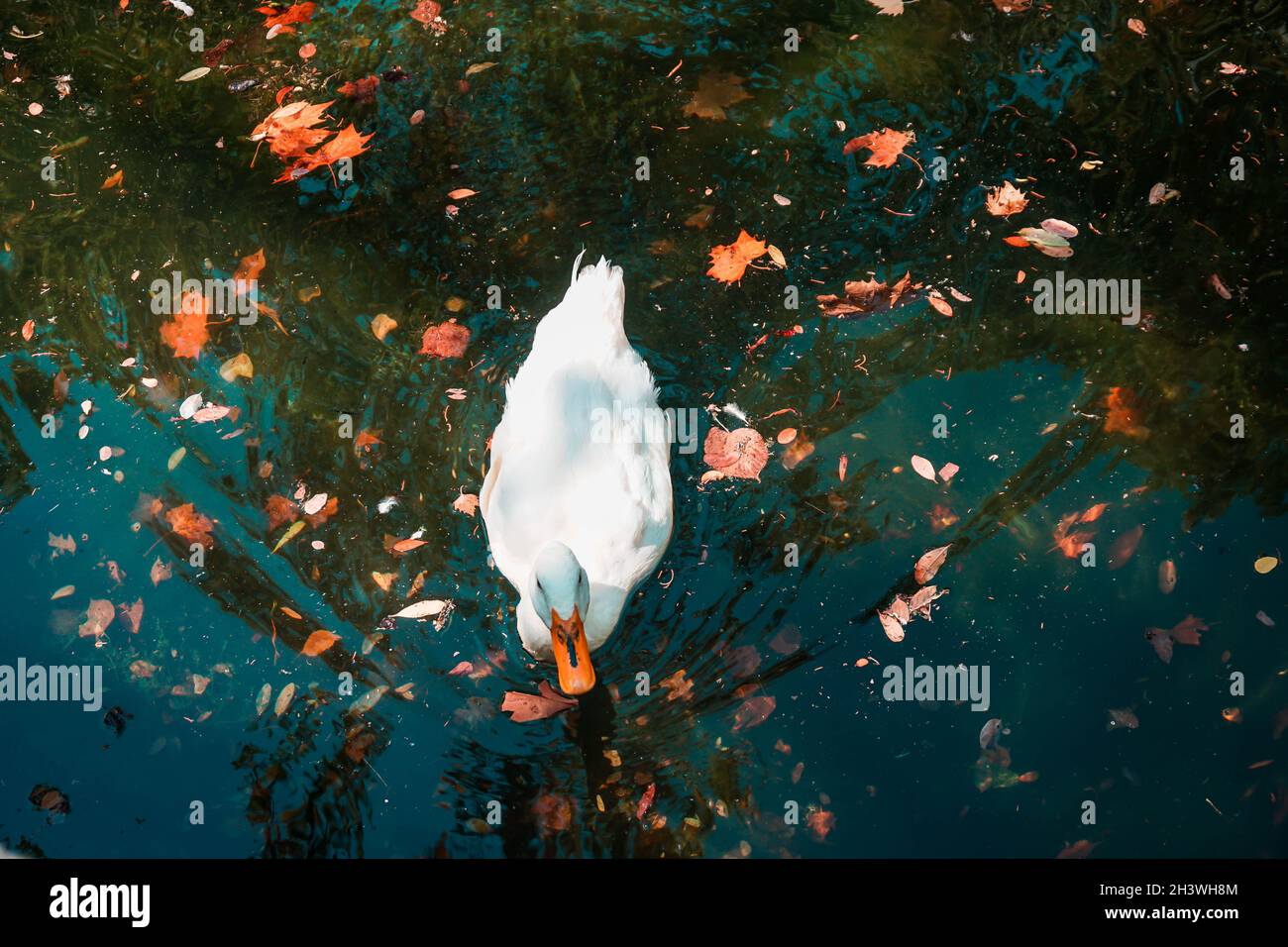 Floating duck food hi-res stock photography and images - Alamy