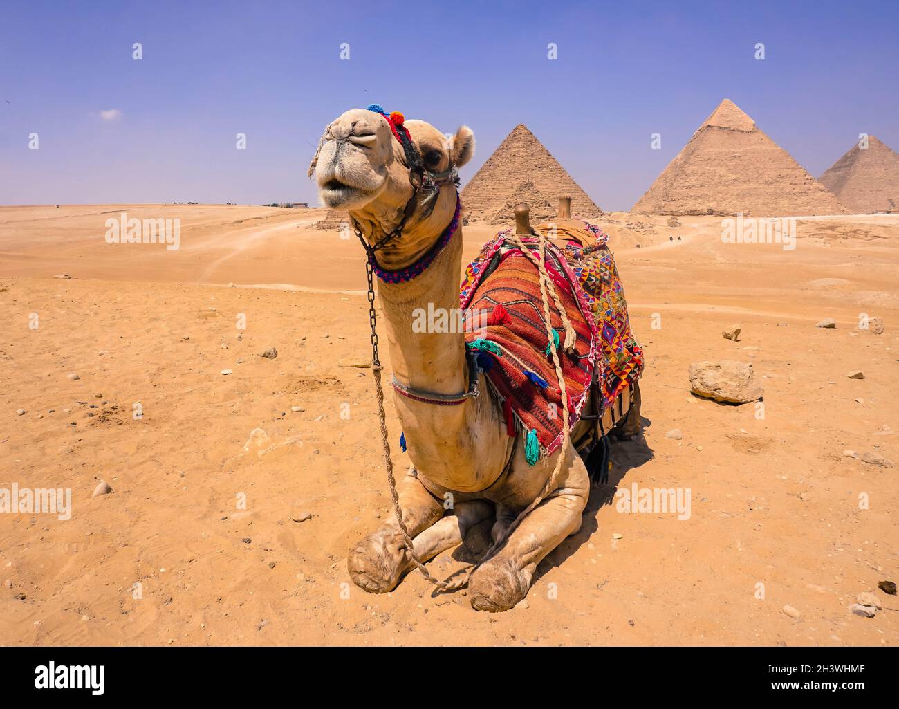 Funny camel face hi-res stock photography and images - Alamy
