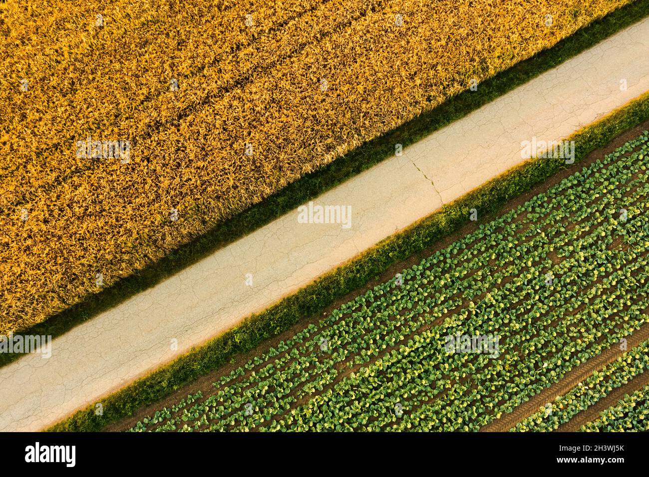 Fresh cabbage from farm field. View of green cabbages plants Stock ...