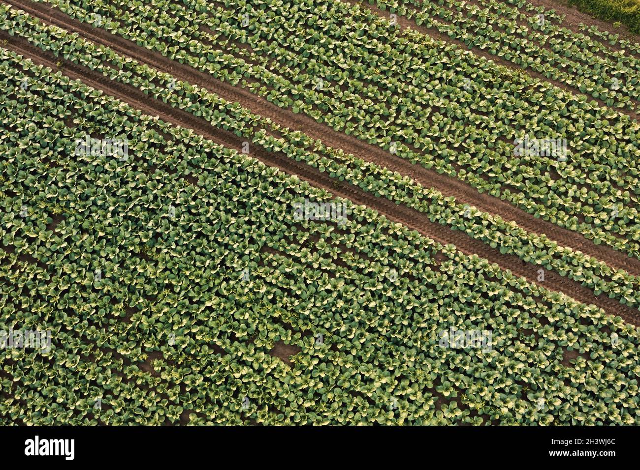 Fresh cabbage from farm field. View of green cabbages plants Stock ...