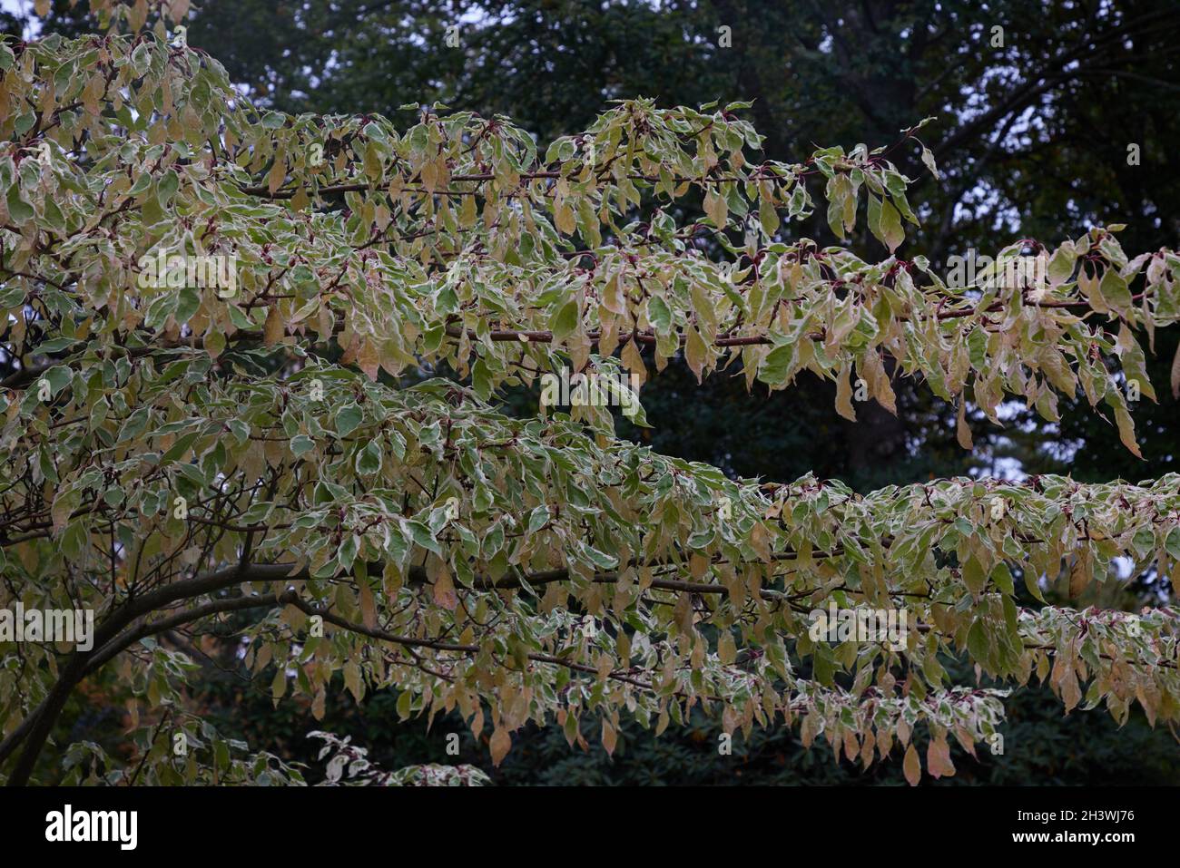 Sculptural natural tiered branches of the colourful small tree Cornus ...