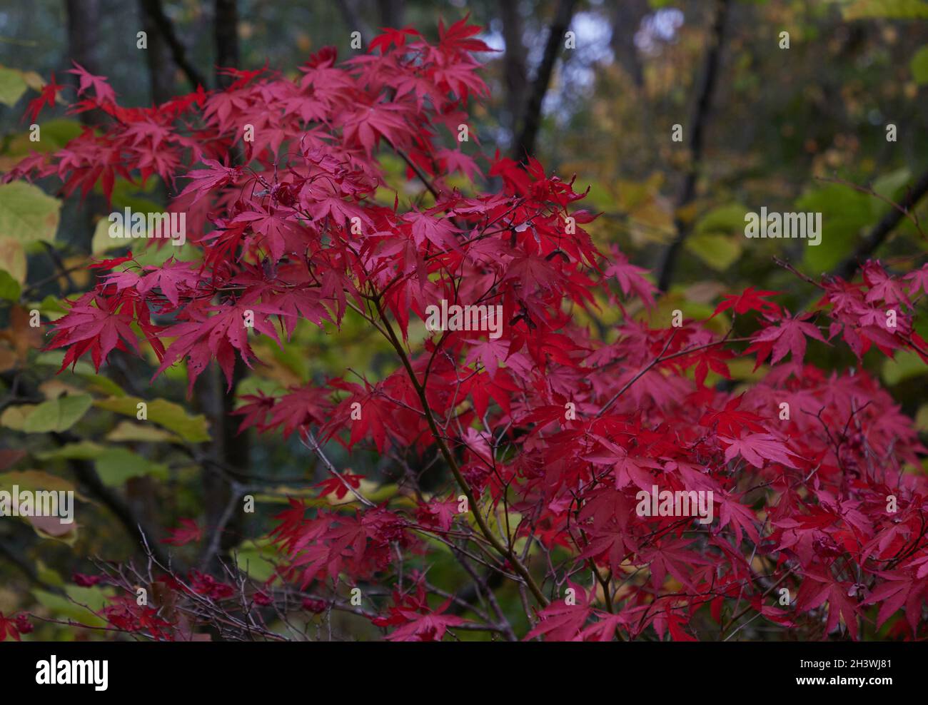 Acer palmatum azuma murasaki hi-res stock photography and images - Alamy