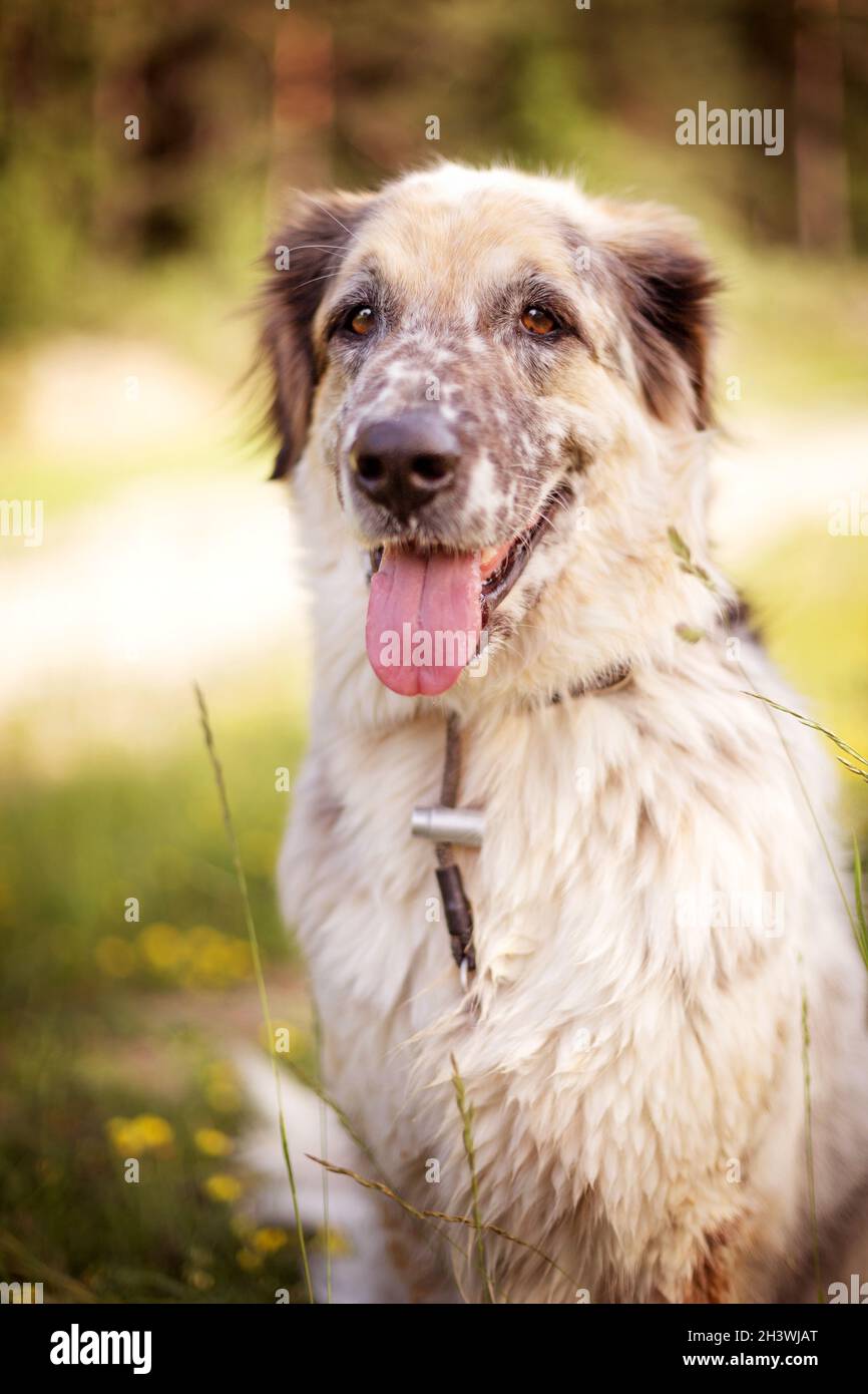 Big dog sitting on the grass close-up portrait Stock Photo - Alamy