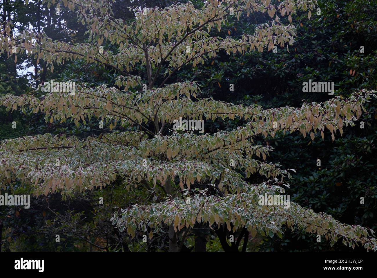 Tiered Gardens High Resolution Stock Photography and Images - Alamy