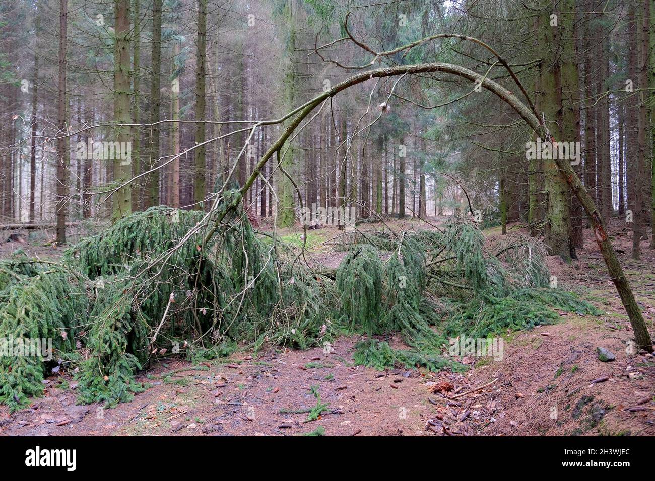 Wind and snow damage in a forest Stock Photo - Alamy