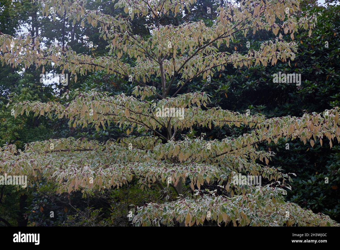 Tiered Gardens High Resolution Stock Photography and Images - Alamy