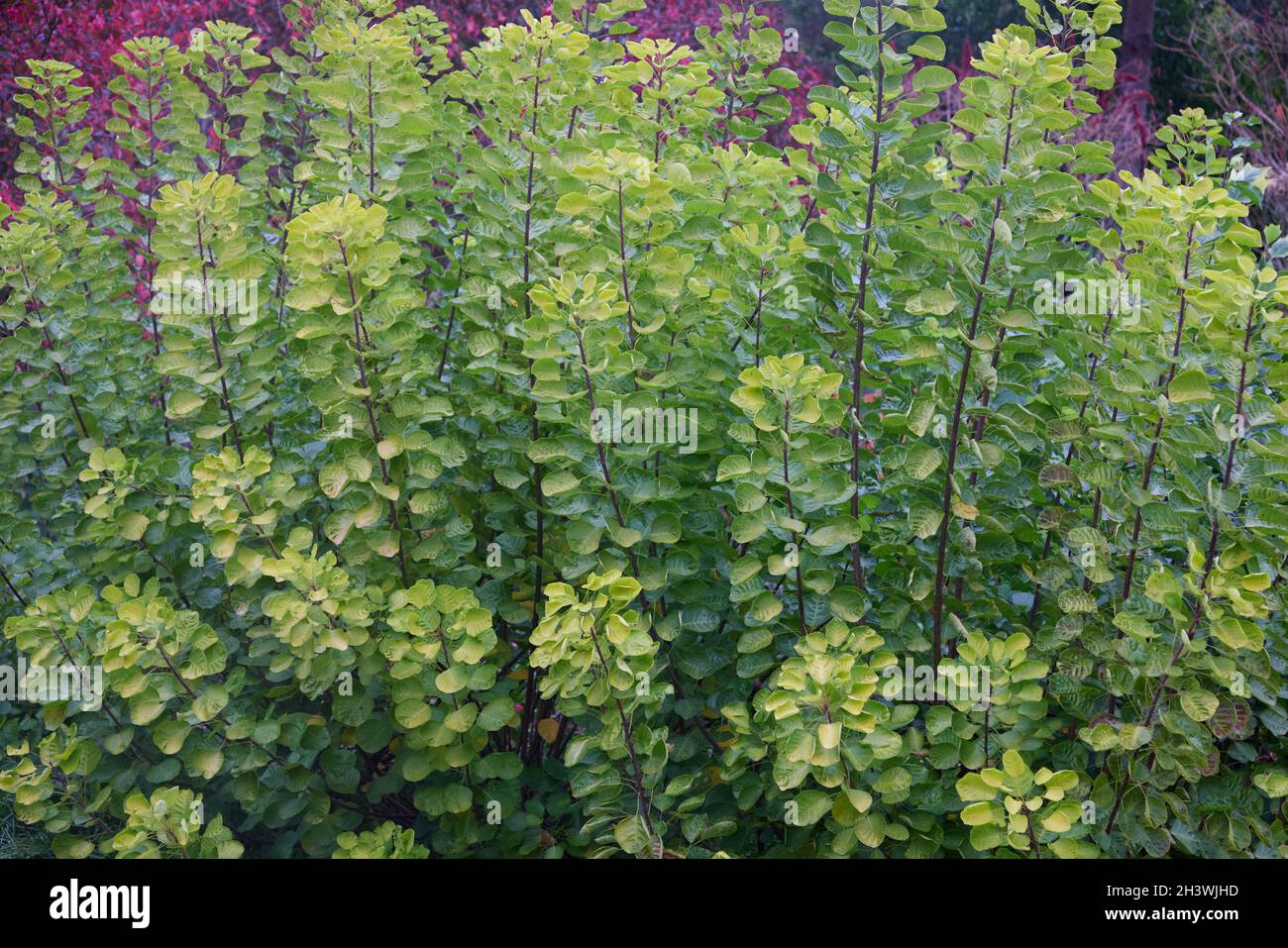 The yellow green leaves of Cotinus coggygria Golden Spirit Ancot seen ...