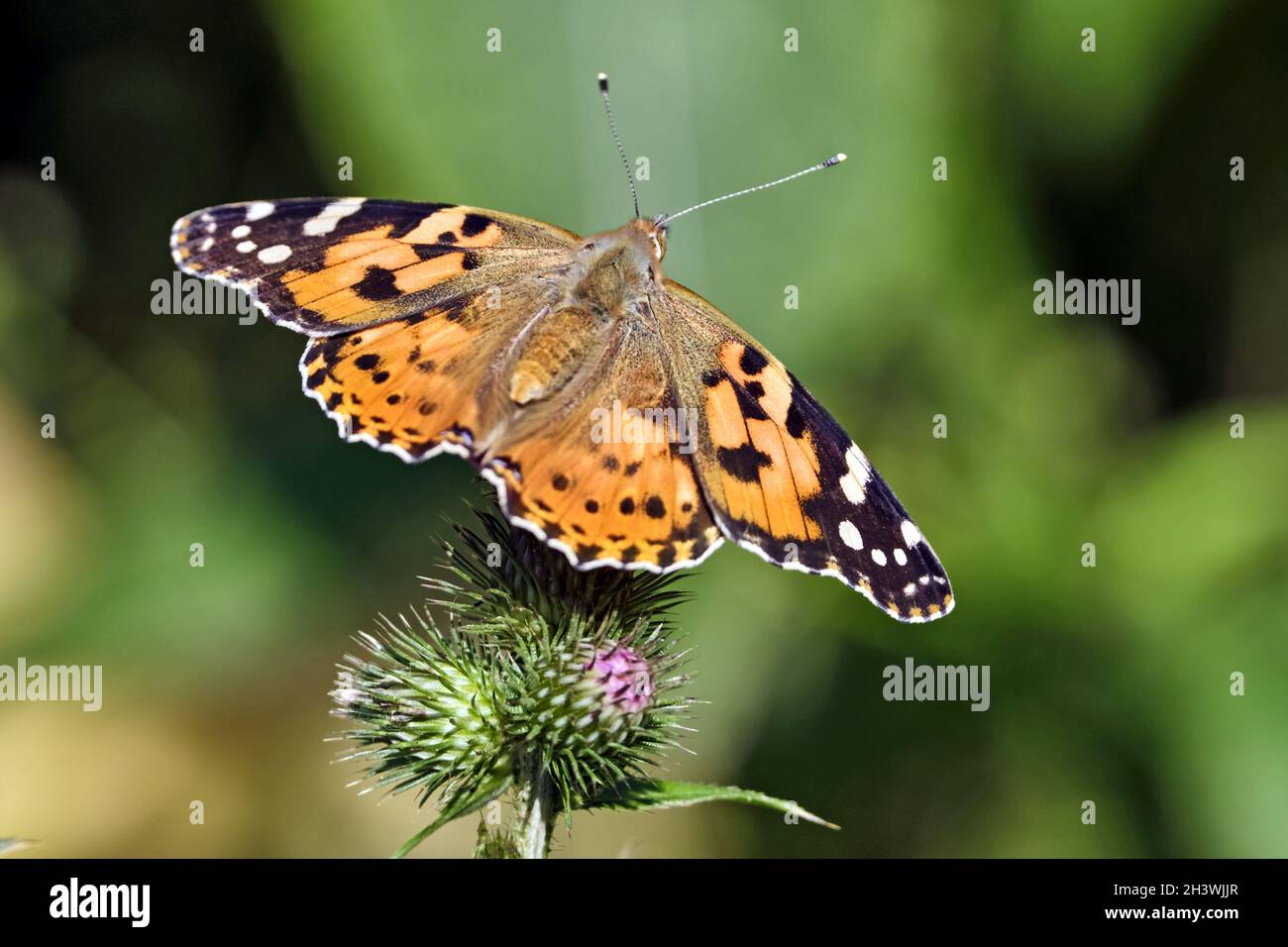 Painted Lady (Vanessa cardui Stock Photo - Alamy