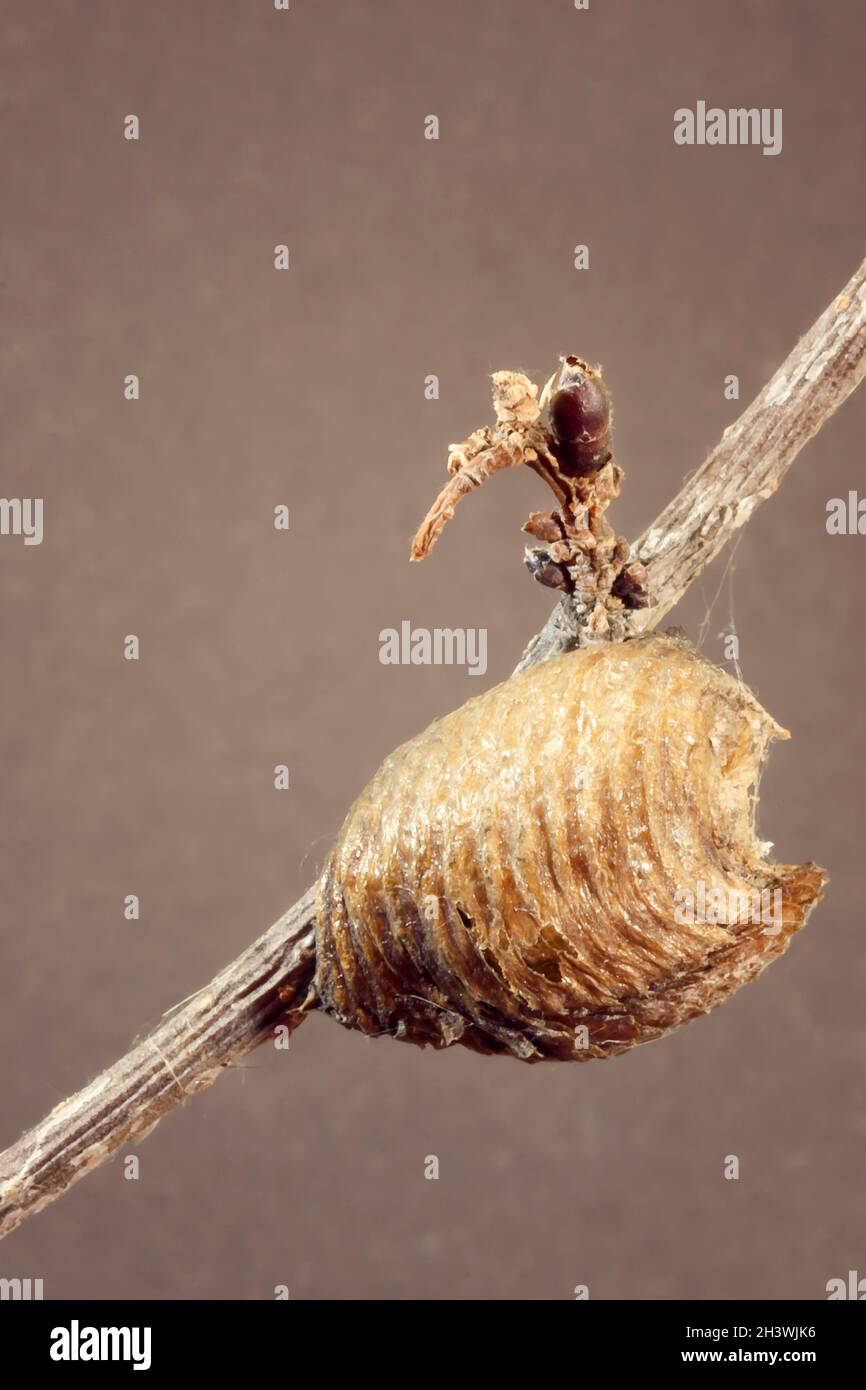 Ootheca with mantis eggs. Photo. macro Stock Photo - Alamy