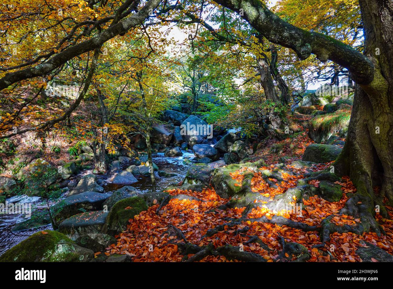Colourful autumn woods in Padley Gorge, Peak District National Park ...
