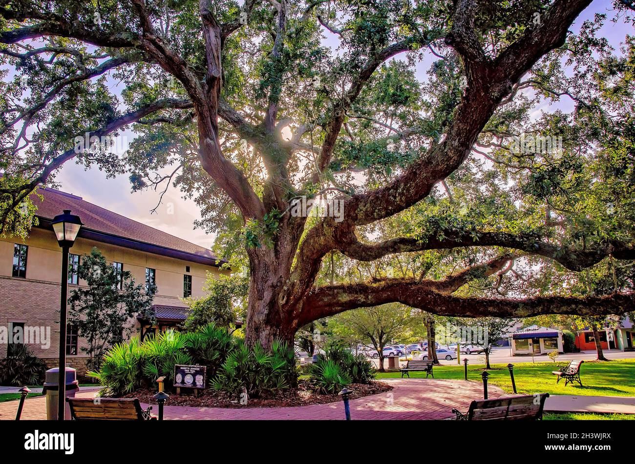 Marietta johnson tree trail hi-res stock photography and images - Alamy